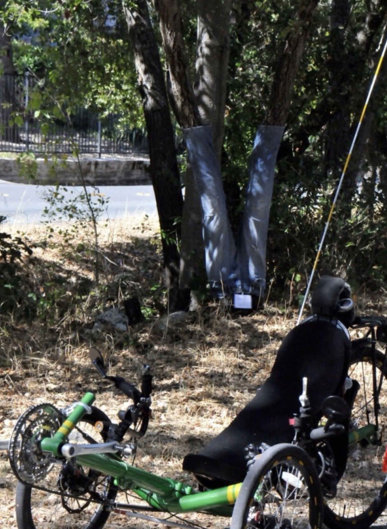 Trees Wearing Pants | A Work Progressing